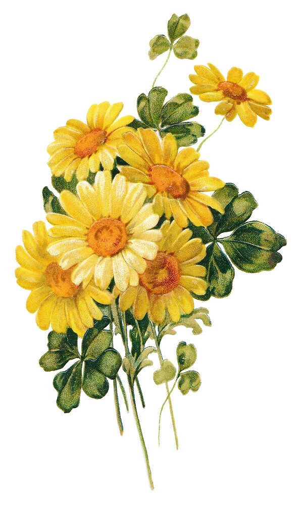 "Yellow Daisies" by Neil Baylis | Redbubble