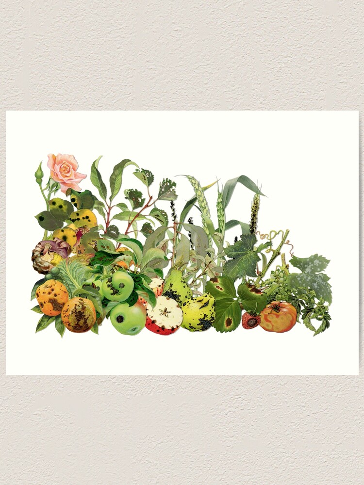 "Plant disease cornucopia" Art Print for Sale by BiosecurityColl ...