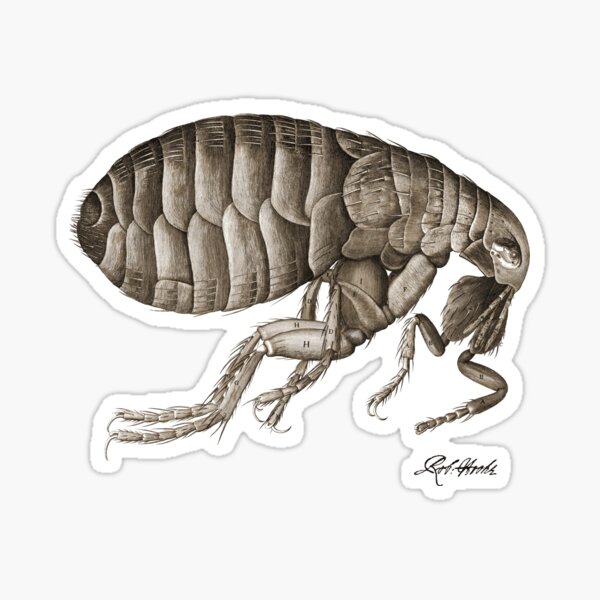 "Flea by Robert Hooke" Sticker for Sale by mbalax | Redbubble