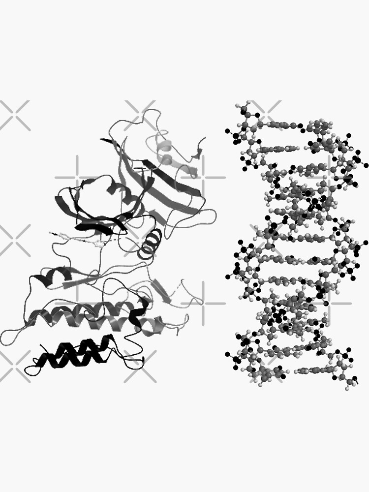 "Protein-DNA Structure Bundle" Sticker for Sale by jessxh | Redbubble