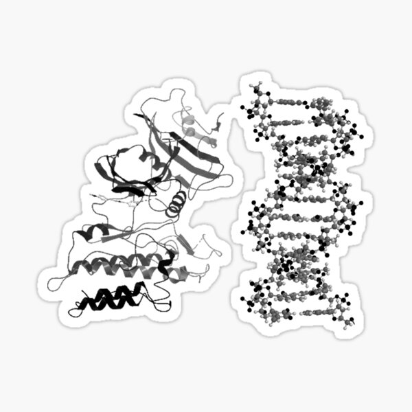 "Protein-DNA Structure Bundle" Sticker for Sale by jessxh | Redbubble
