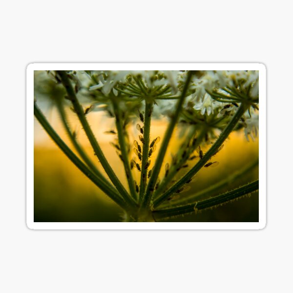 "Aphids Silhouette" Sticker for Sale by ShelleyTamara | Redbubble