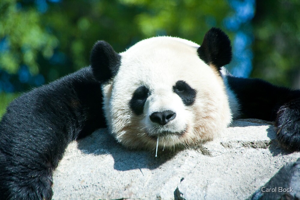 "Yes I'm a Drooling Panda" by Carol Bock | Redbubble