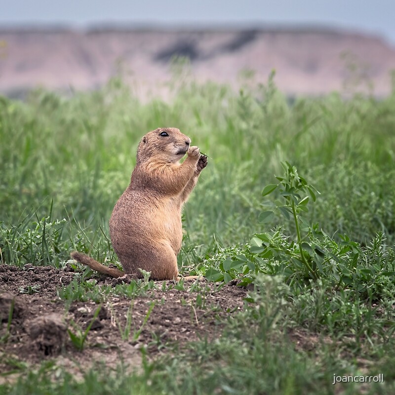 "Prairie Dog Close Up Badlands National Park" by joancarroll | Redbubble