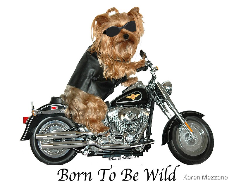 "Yorkie Biker" by Karen Mezzano | Redbubble