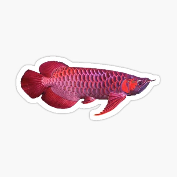 Arowana Merch & Gifts for Sale | Redbubble
