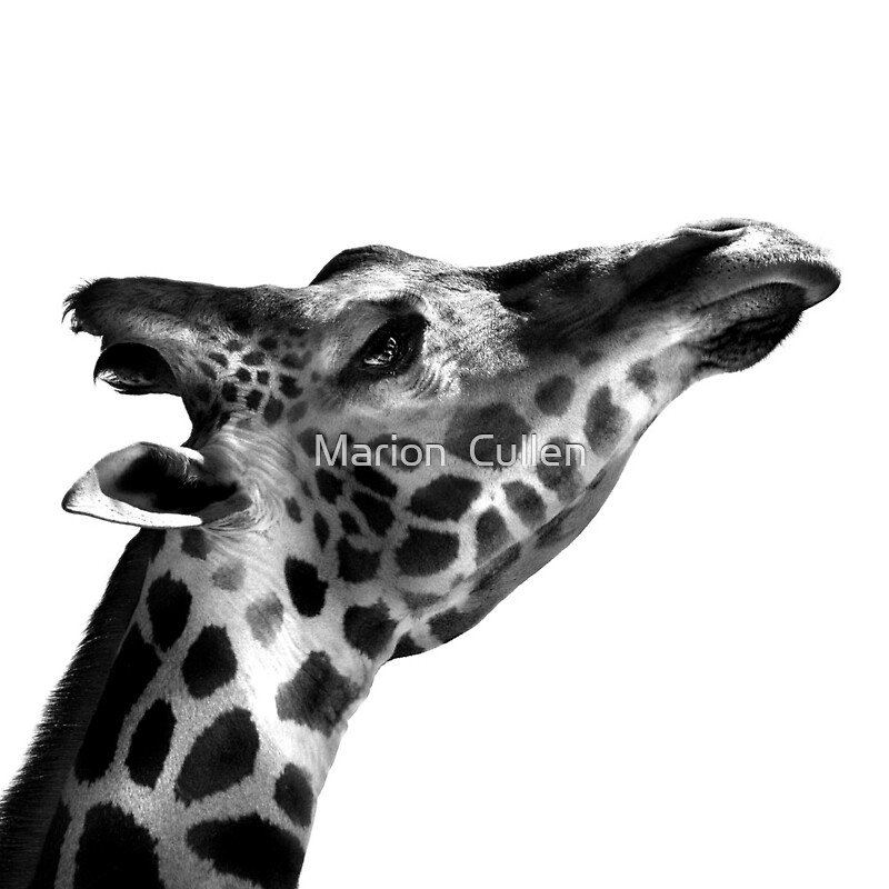 "But Lord, I Want To Be A Zebra.." by Marion Cullen | Redbubble