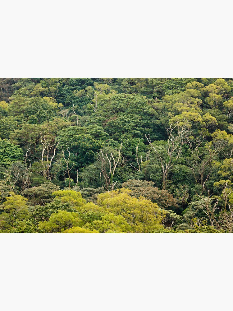 "Aerial view of rainforest canopy" Sticker for Sale by Juhku | Redbubble