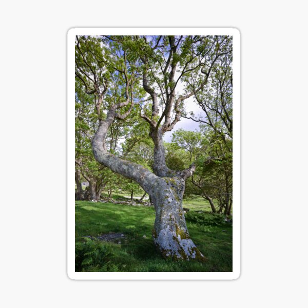 "Ash tree Spirit - Diving into the grass" Sticker for Sale by ...