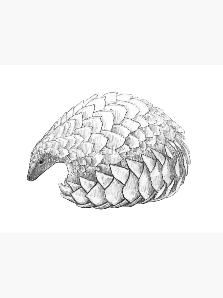 "Pangolin Art - Art Illustration - Monochromatic Pencil Line Sketch ...