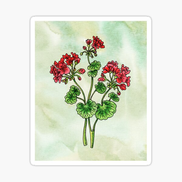 "Botanical Floral Watercolor Red Geranium Flower " Sticker by ...