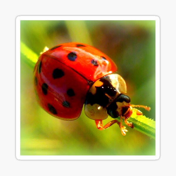 "Ladybird" Sticker for Sale by angel1 | Redbubble