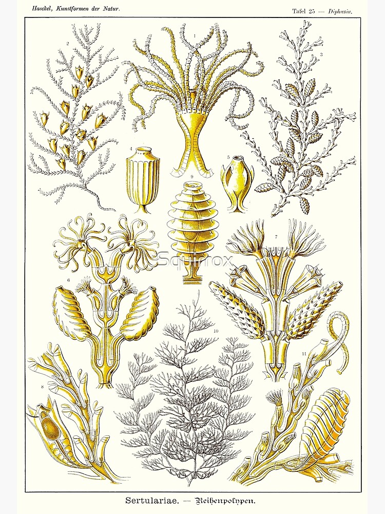 "Plate 25. Sertulariae, delicate branching hydroids." Poster by ...