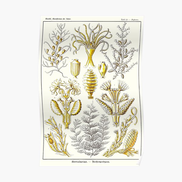 "Plate 25. Sertulariae, delicate branching hydroids." Poster by ...