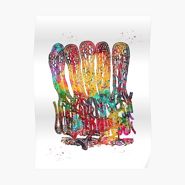 "Intestine" Poster for Sale by erzebetth | Redbubble