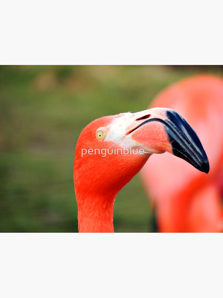 "Pink Flamingo peeking" Sticker by penguinblue | Redbubble