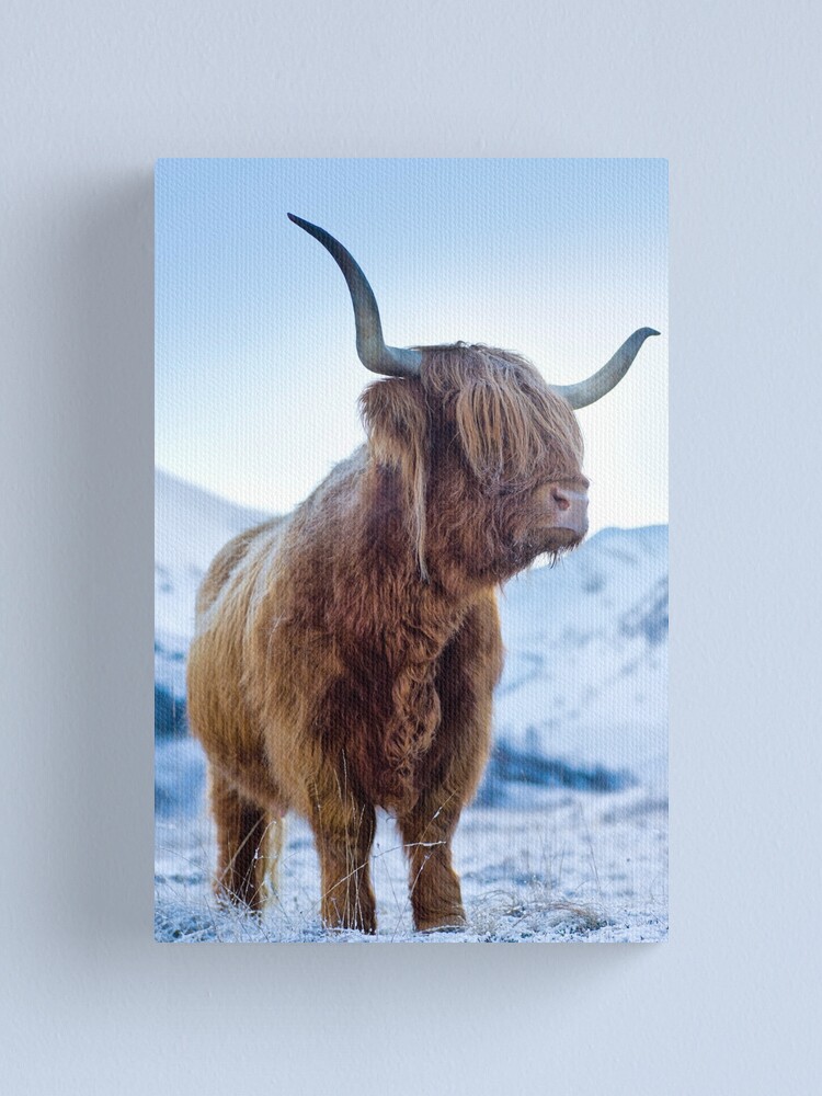 "Hairy Coo" Canvas Print for Sale by BananaPancake | Redbubble