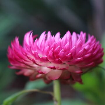 "Amazing Pink Flower of Love" Poster for Sale by Matat Lipsky | Redbubble