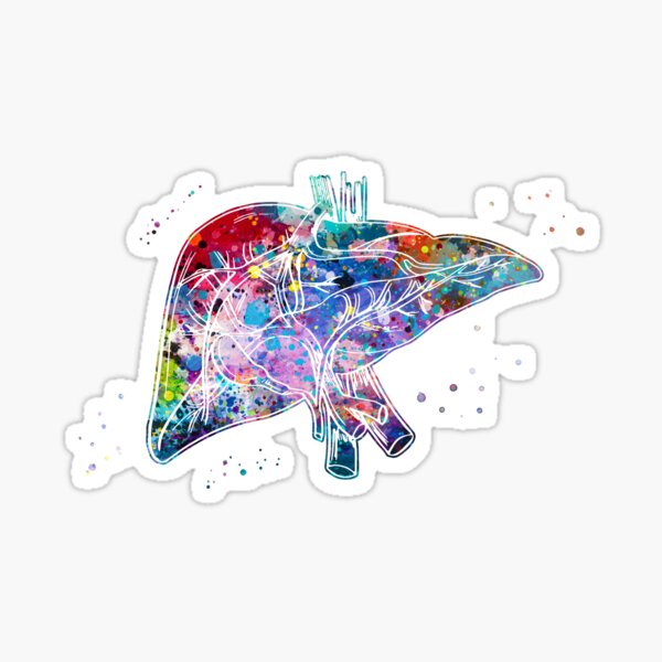 "Human Liver Anatomy" Sticker by EvasDreams | Redbubble