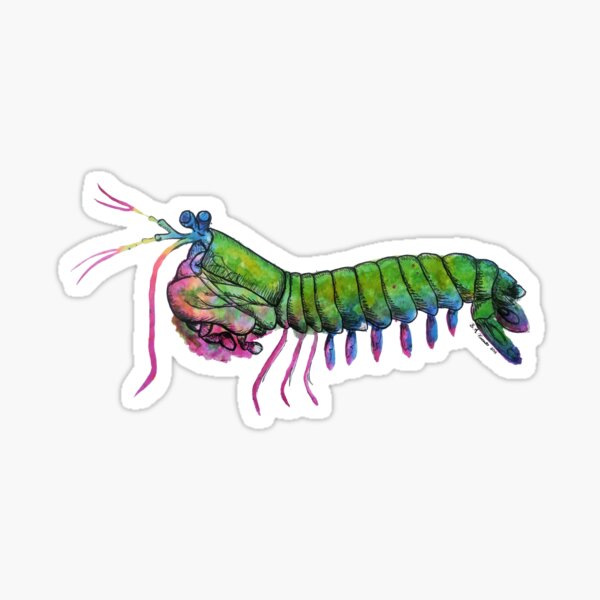 "Peacock Mantis Shrimp" Sticker for Sale by Acipenserarts | Redbubble