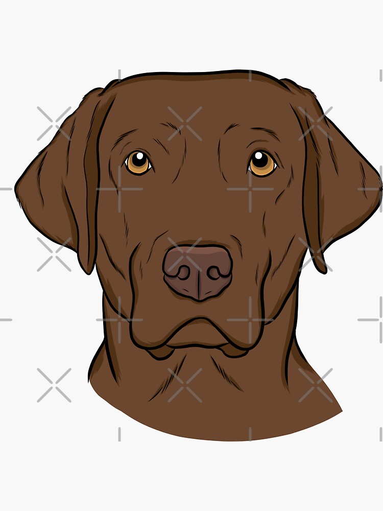 "A Chocolate Labrador Retriever " Sticker for Sale by rmcbuckeye ...