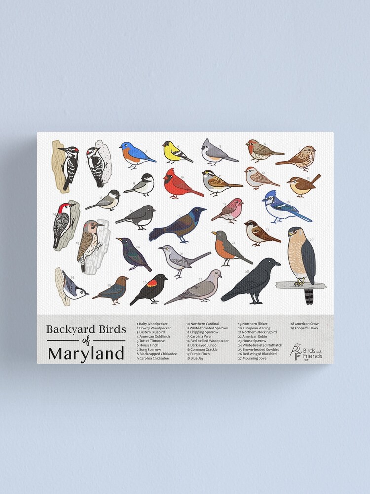 "Maryland - Backyard Birds of Maryland Field Guide Print - Bird Art ...