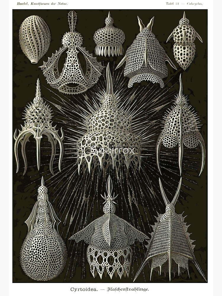 Lámina fotográfica «Lámina 31. Cyrtoidea, una superfamilia extinta de ...