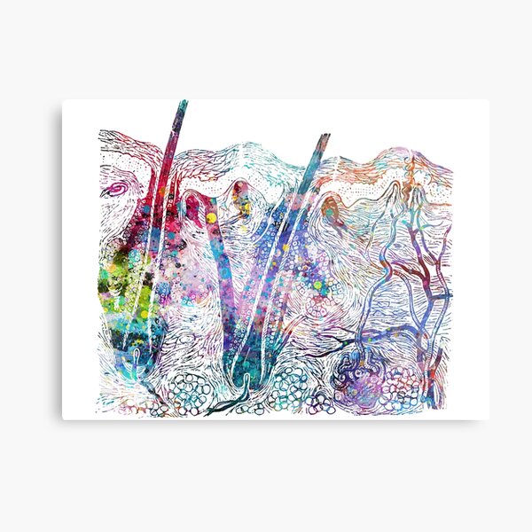 Lámina metálica «Anatomía de la sección de piel humana» de EvasDreams ...