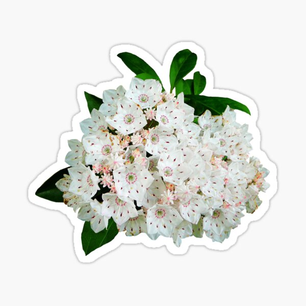 "Mountain Laurel" Sticker for Sale by SudaP0408 | Redbubble