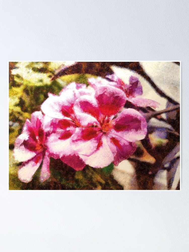 " Pink geranium flowers." Poster by Ghazal-art | Redbubble