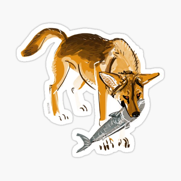 "Fraser Island Dingo" Sticker for Sale by belettelepink | Redbubble