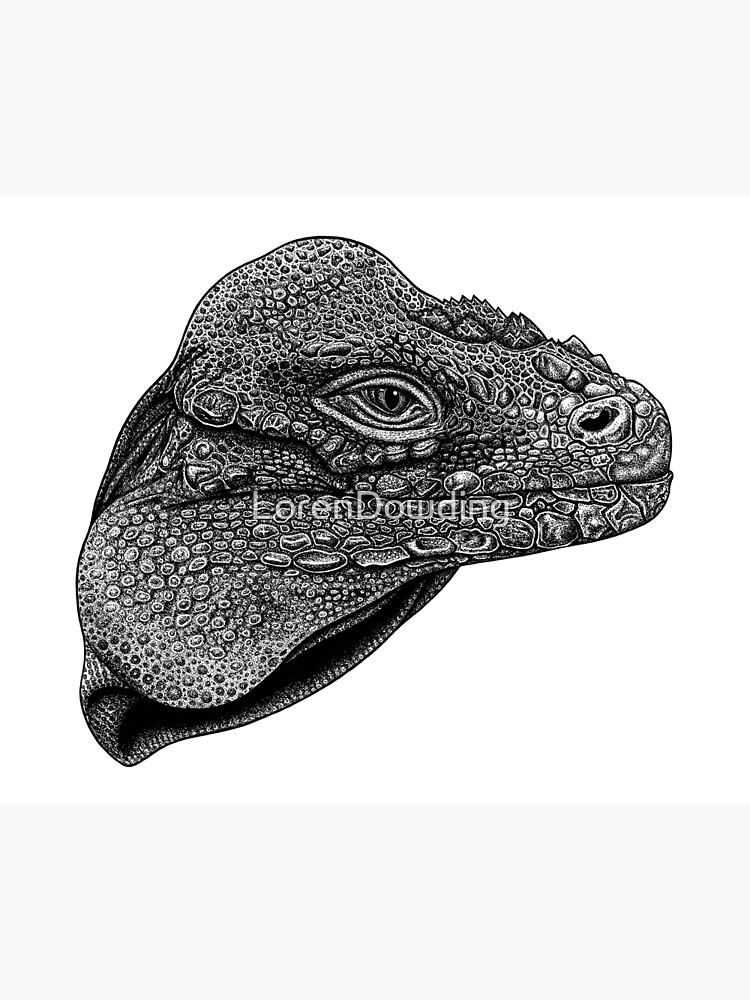 "Rhinoceros iguana lizard - ink illustration" Art Print by LorenDowding ...