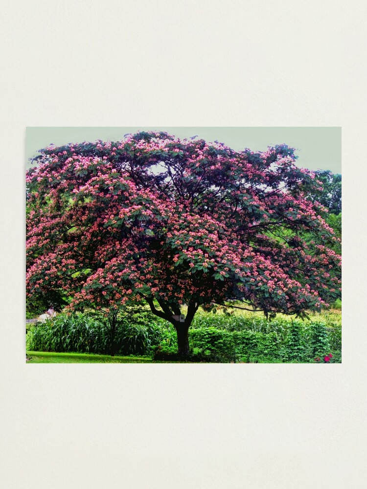 "Mimosa Tree" Photographic Print for Sale by jim88bro | Redbubble