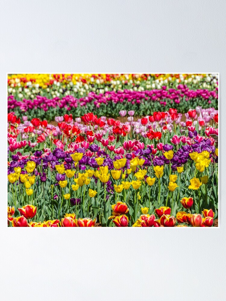 "Tulips" Poster for Sale by houseofgolden | Redbubble