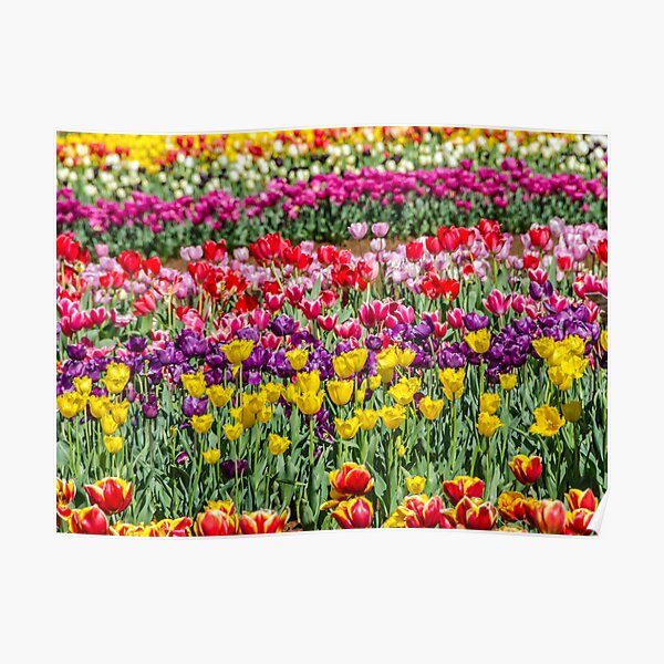 "Tulips" Poster for Sale by houseofgolden | Redbubble
