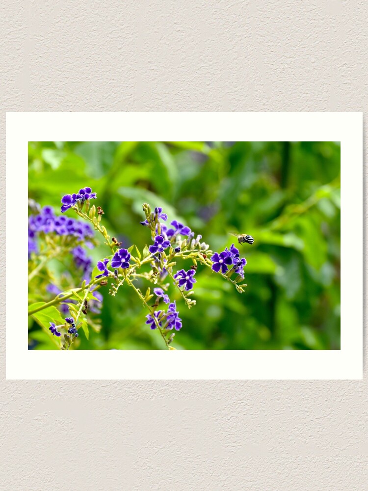 "Blue Banded Bee - Australian native" Art Print by 007mikhab | Redbubble