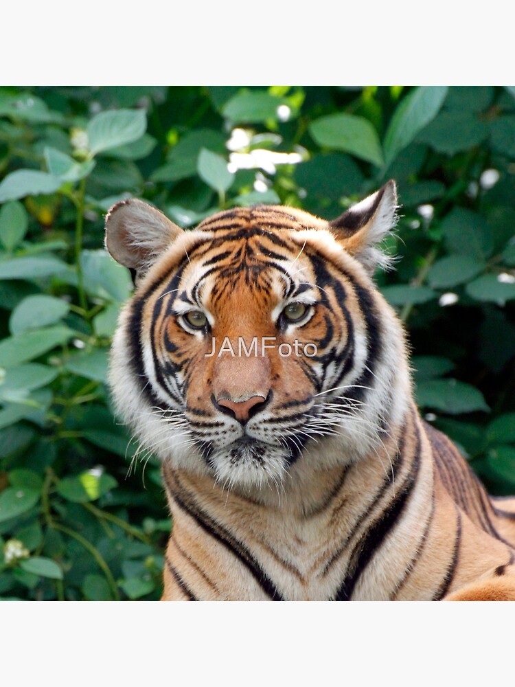 "Tiger 001" Poster for Sale by JAMFoto | Redbubble