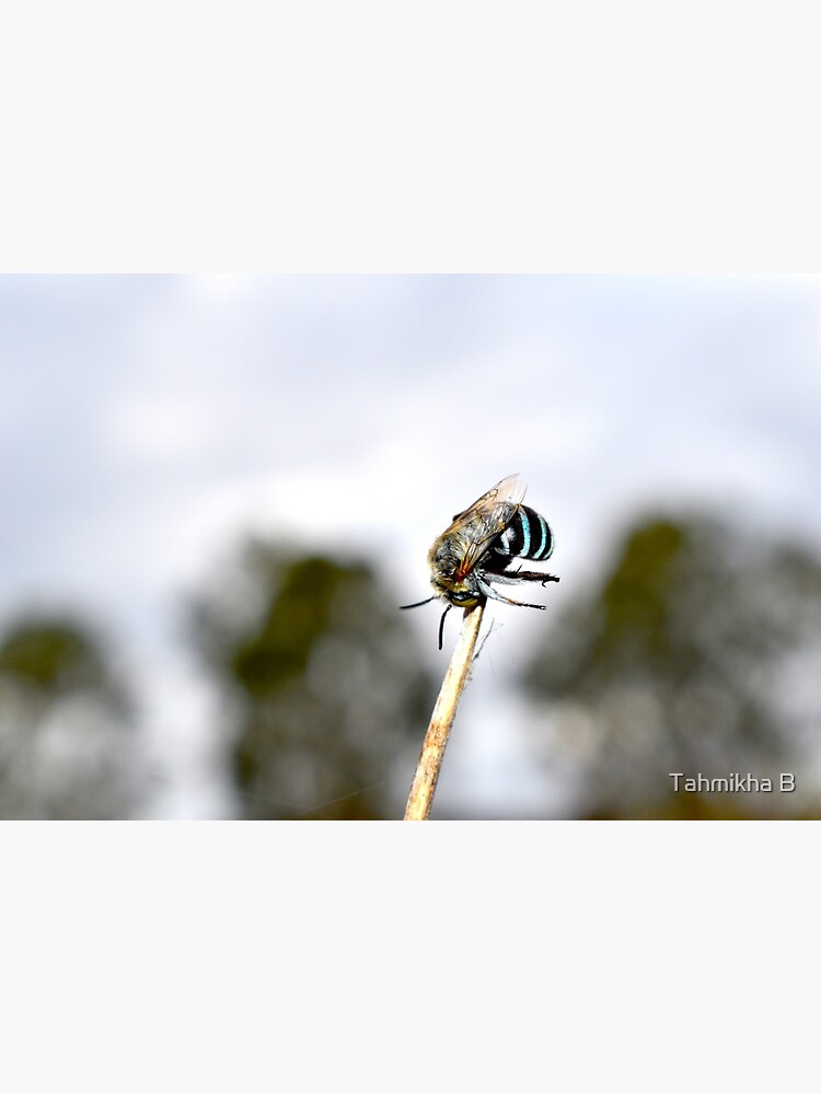 "Sleeping Blue Banded Bee - Australian native" Photographic Print for ...