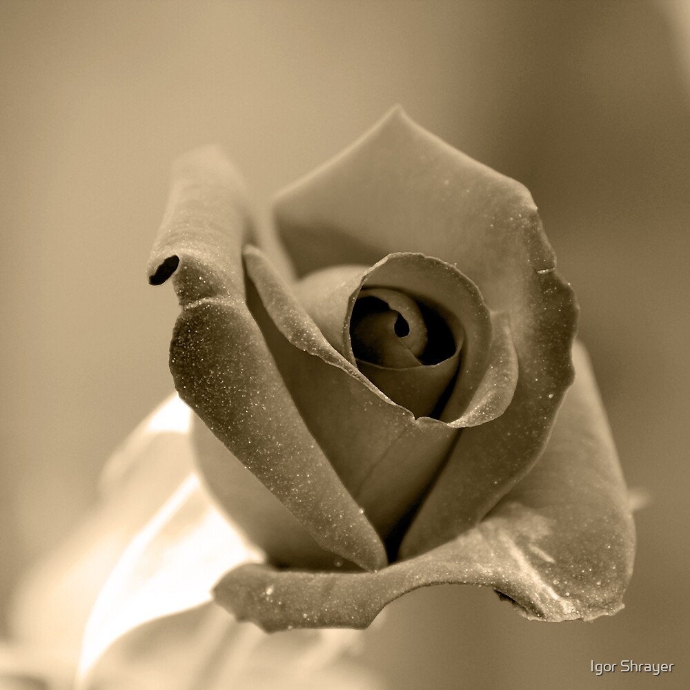 "Sepia Rose" by Igor Shrayer | Redbubble