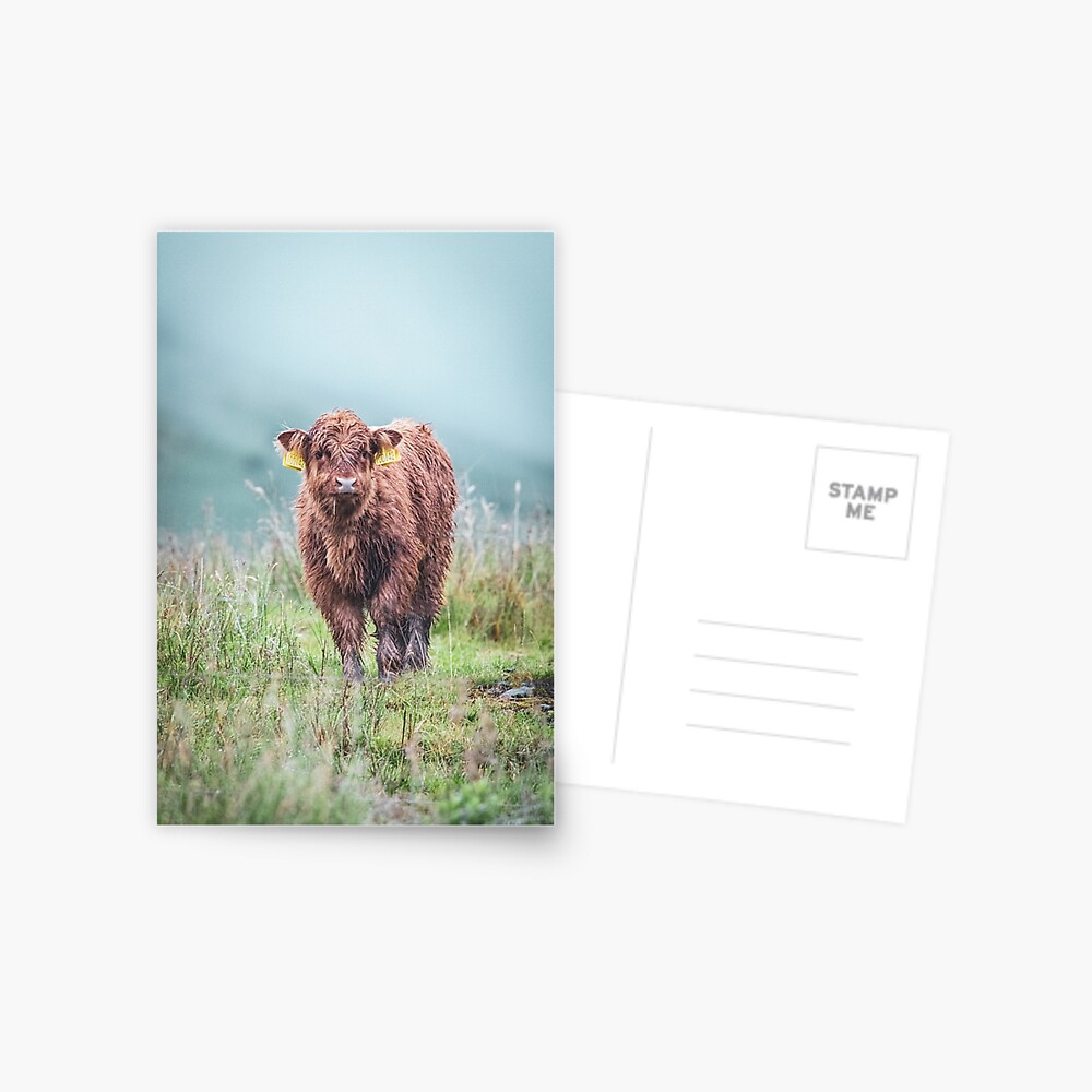 "Baby Highland Cow" Postcard for Sale by RKSDESIGN | Redbubble