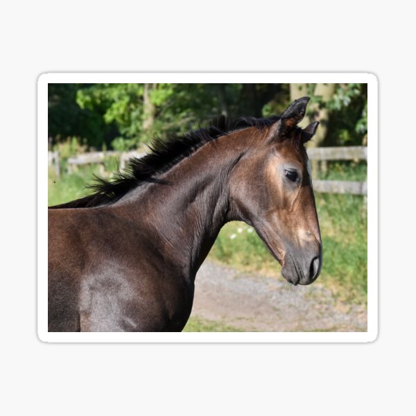 "TB COLT " Sticker by theartsyeq | Redbubble