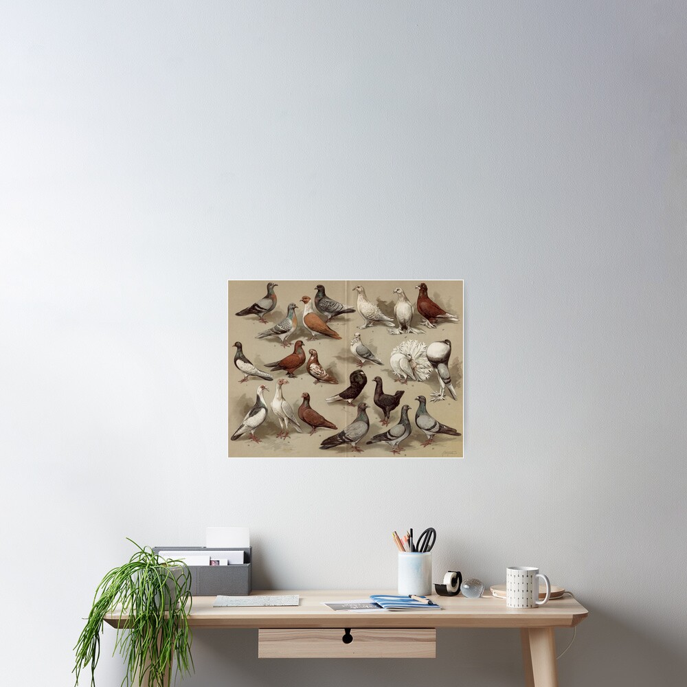 "Pigeon Breeds Chart" Poster for Sale by bluespecsstudio | Redbubble