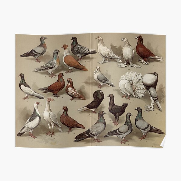 "Pigeon Breeds Chart" Poster for Sale by bluespecsstudio | Redbubble