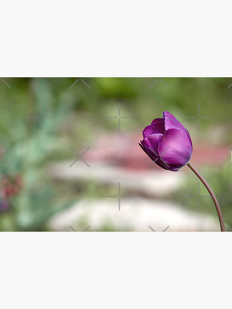 "Not afraid to be alone, purple tulip flower altered photography ...