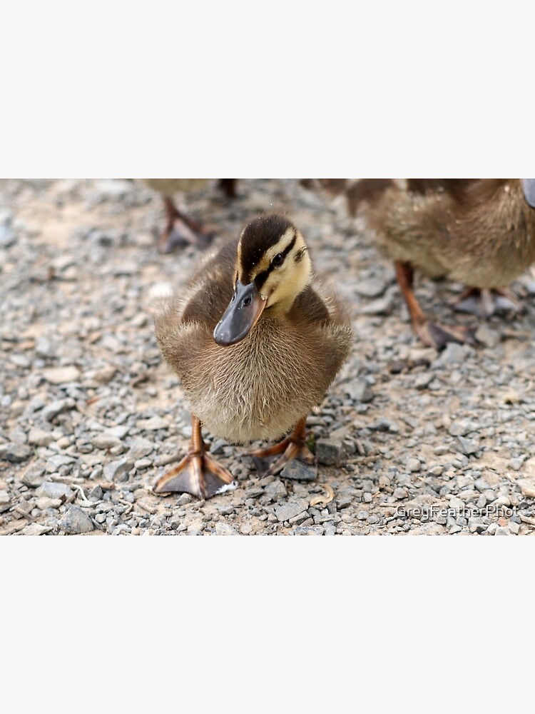 "Chubby duckling" Poster for Sale by GreyFeatherPhot | Redbubble