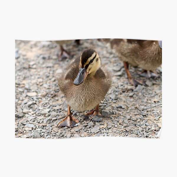 "Chubby duckling" Poster for Sale by GreyFeatherPhot | Redbubble
