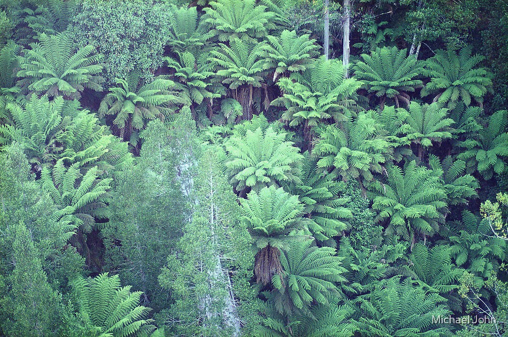 "Tree Fern Gully" by Michael John | Redbubble