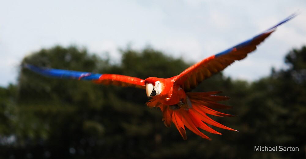 "Flying Scarlet Macaw" by Michael Sarton | Redbubble
