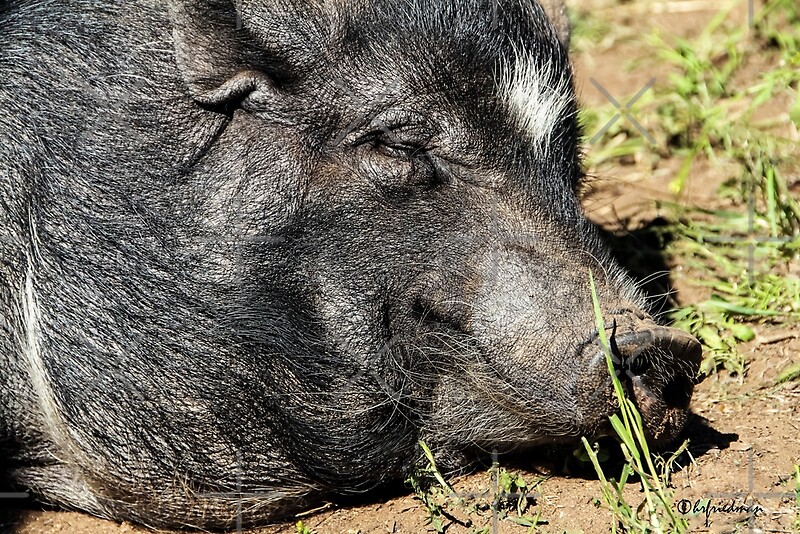 "Happy Hog!" by Heather Friedman | Redbubble