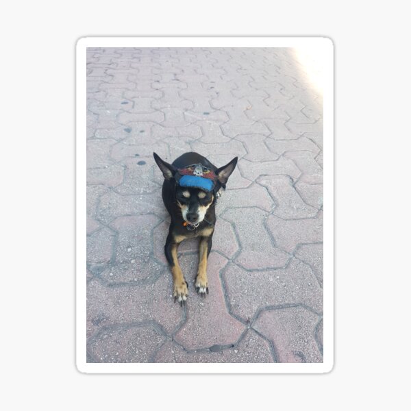 "Bad Bark" Sticker for Sale by Irocdahouse | Redbubble